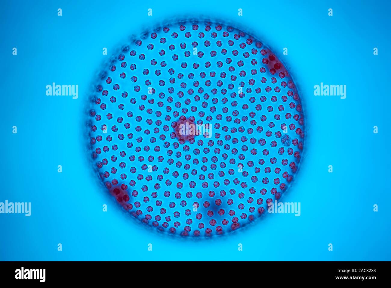 Fluorescence light micrograph of a volvox sp. colony. Volvox are small ...