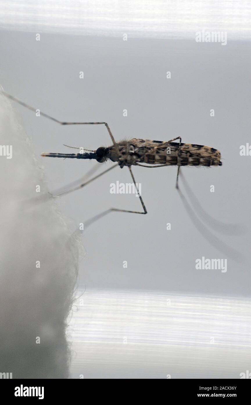 Anopheles mosquito. The female mosquito feeds by piercing the skin and ...