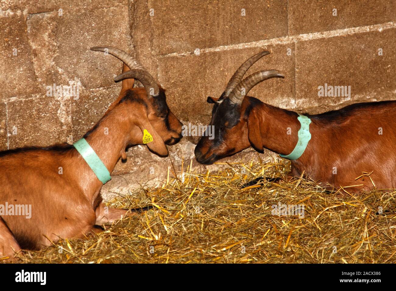 2 animals facing hi-res stock photography and images - Alamy