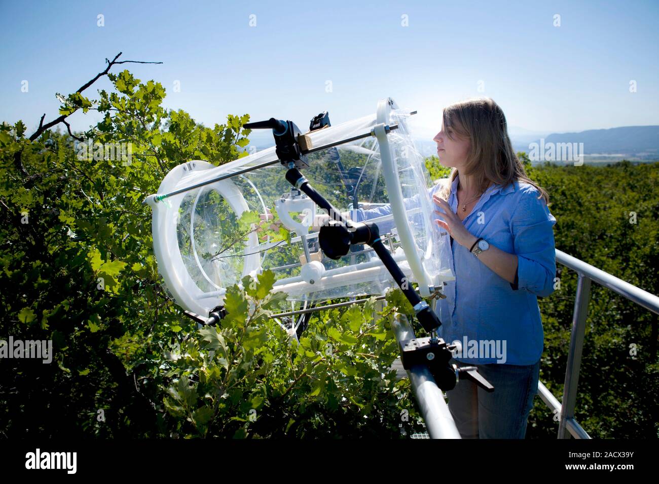 Treetop climate research. Researcher monitoring an apparatus designed ...