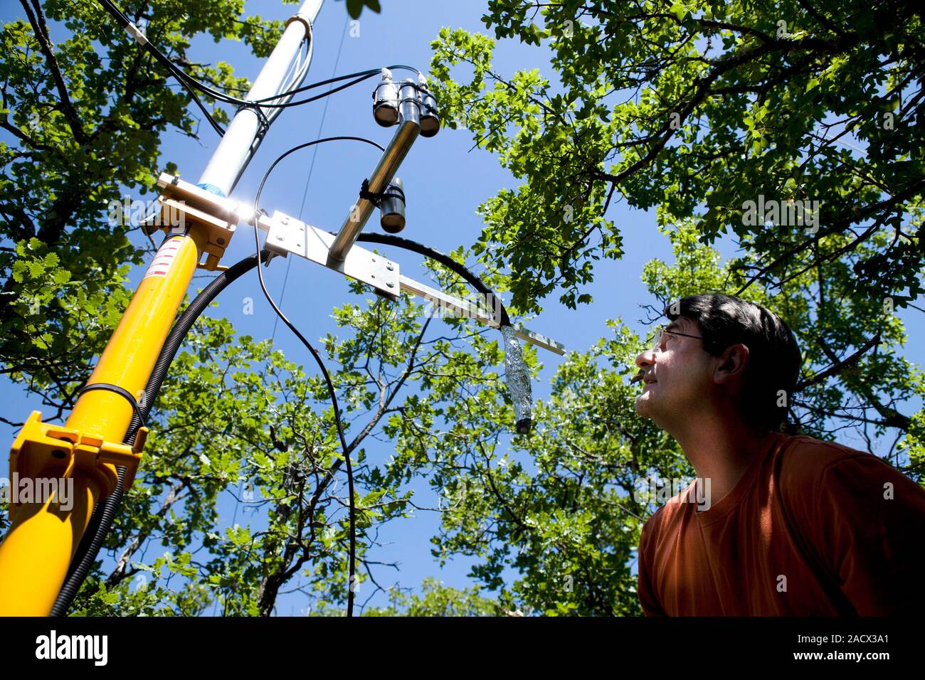 Treetop climate research. Researcher monitoring an apparatus designed ...