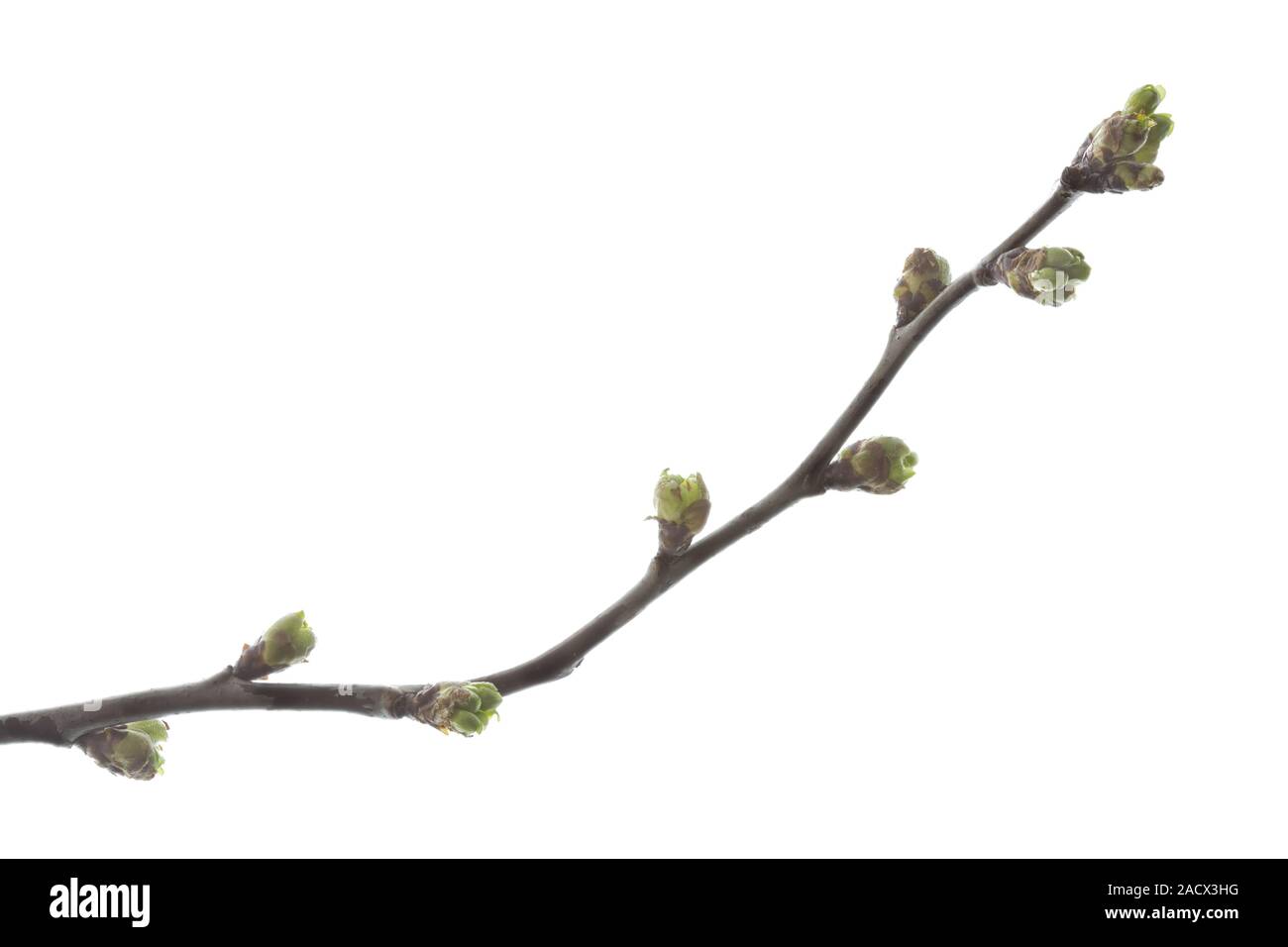 Garden floral display Cut Out Stock Images & Pictures - Alamy