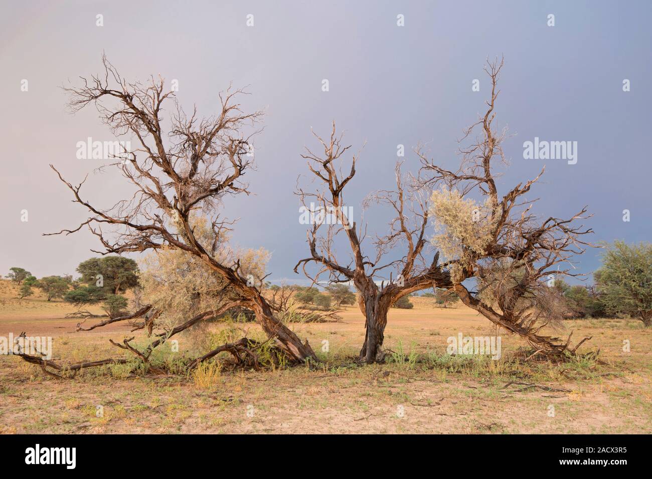 Grey Camel-thorn Acacia trees (Acacia haematoxylon), photographed in ...