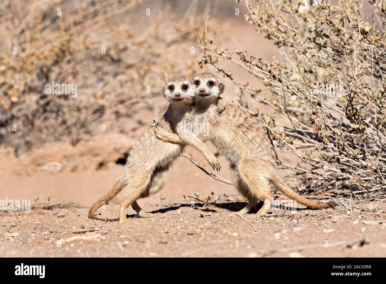 Meerkats (Suricata suricatta). Meerkats, also known as suricates, are ...