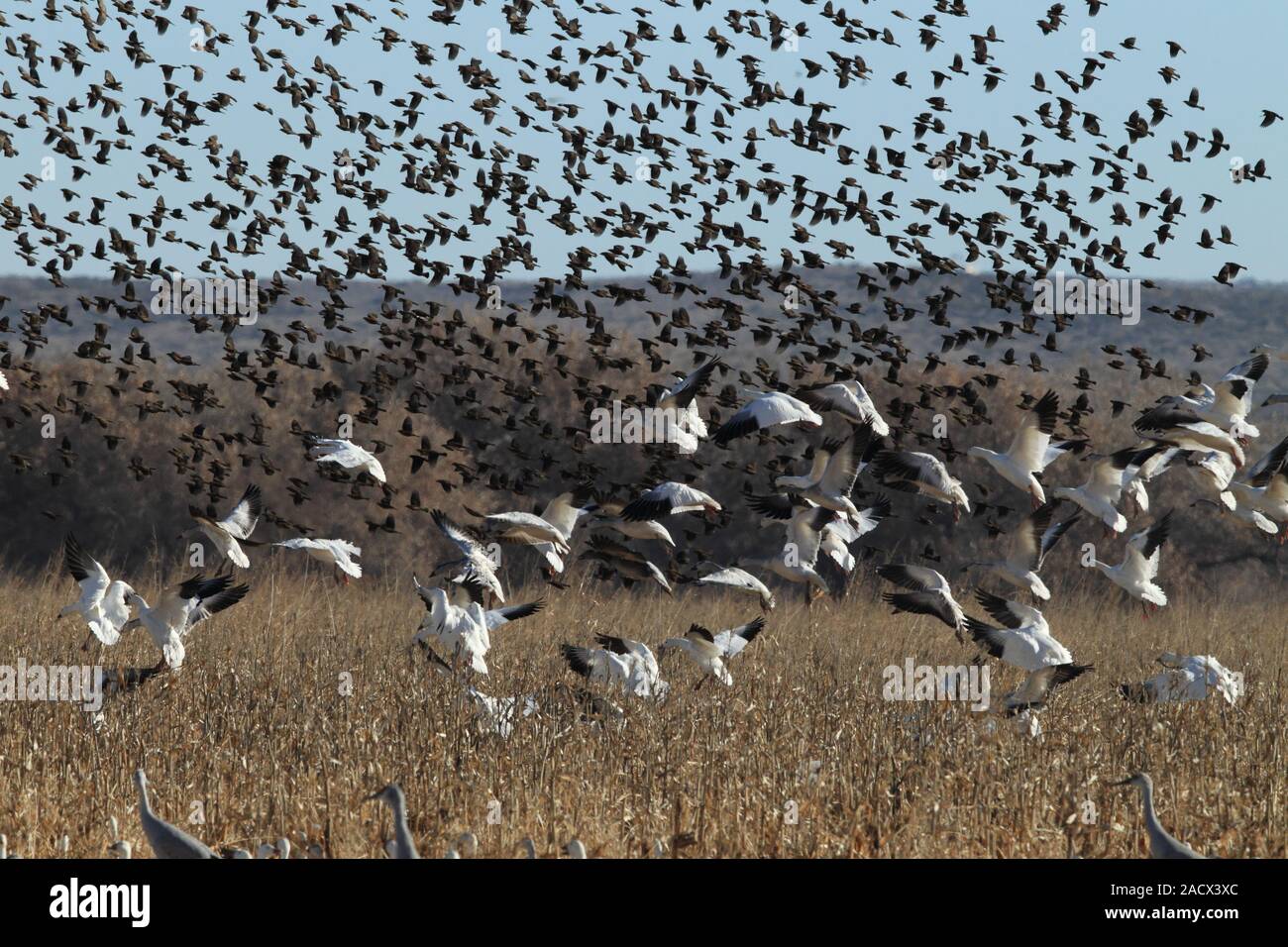 Blurr flying bird hi-res stock photography and images - Alamy