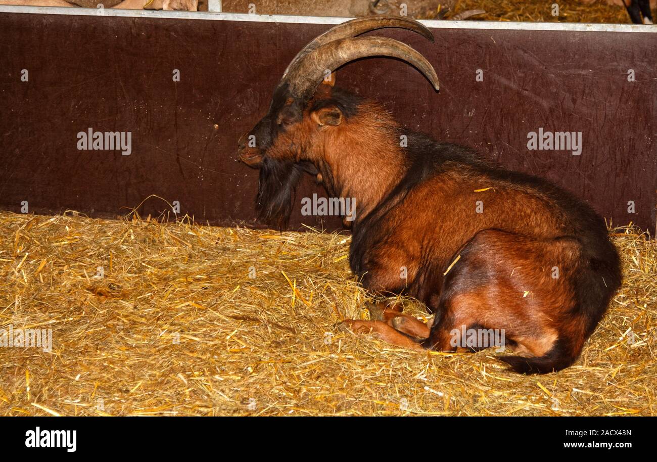 male goat sitting, straw, barn, long horns, resting, farm animal, Macon ...