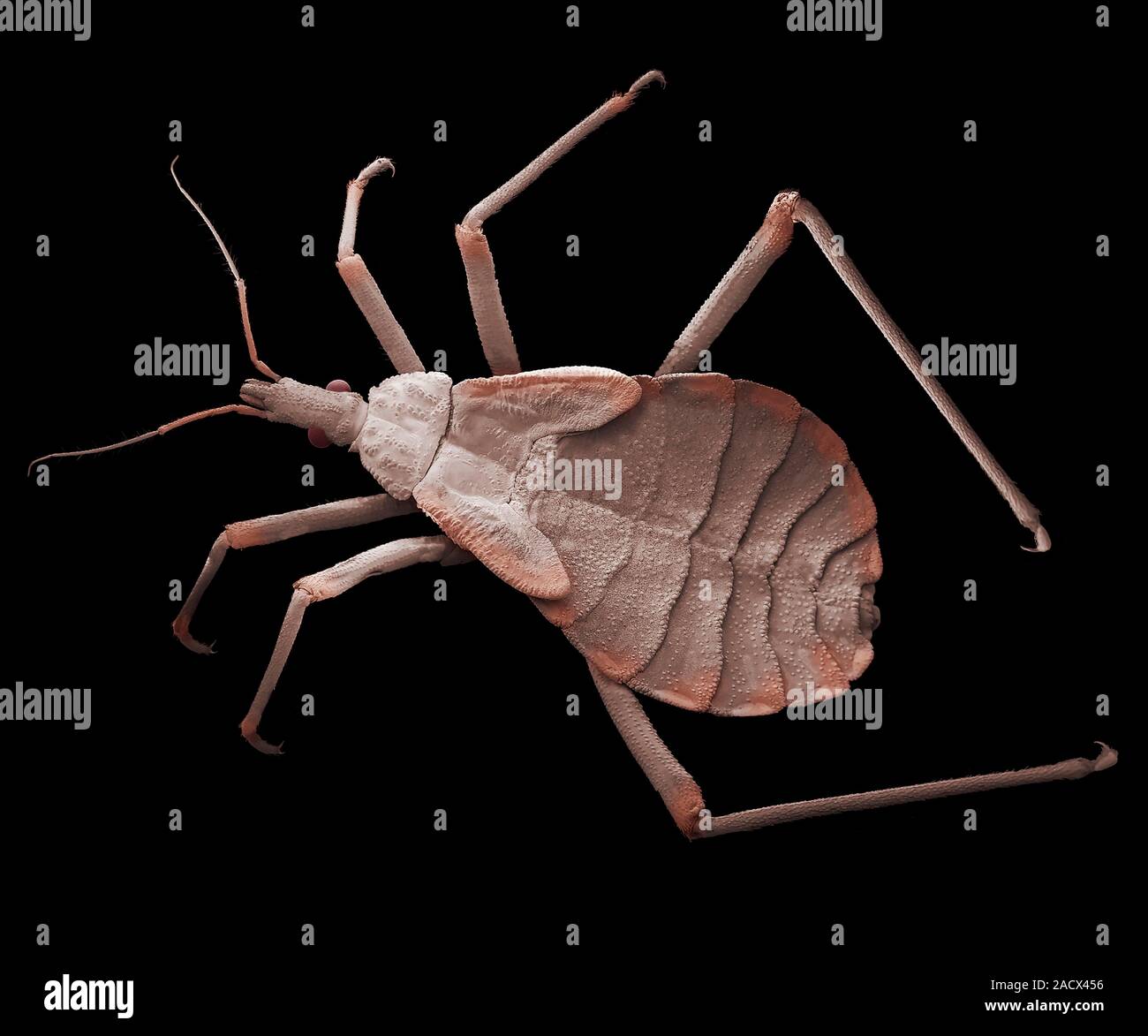Kissing bug nymph, coloured scanning electron micrograph (SEM). Kissing ...