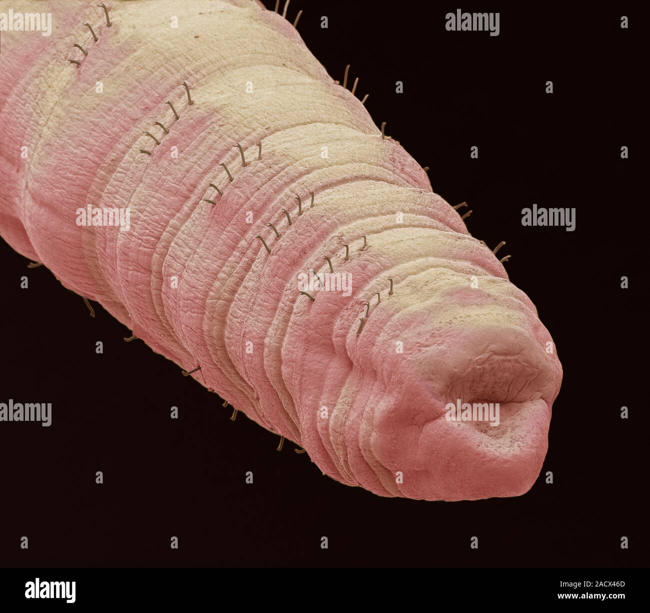 Tubifex worm, coloured scanning electron micrograph (SEM). Tubifex ...