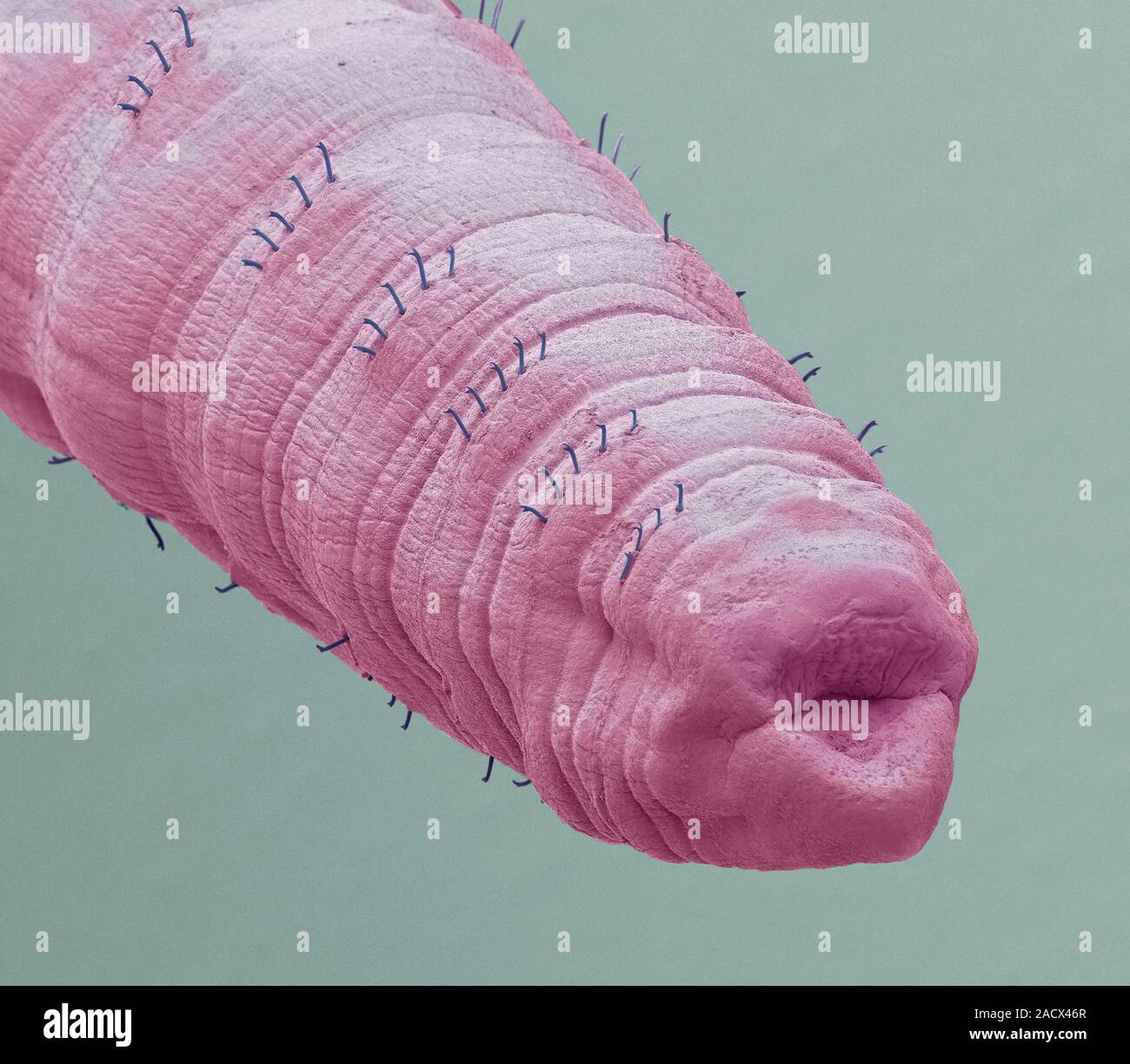 Tubifex worm, coloured scanning electron micrograph (SEM). Tubifex ...