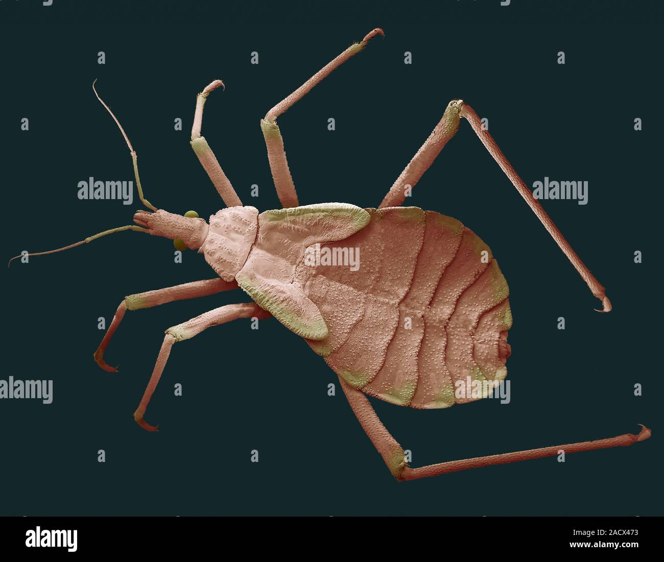 Kissing bug nymph, coloured scanning electron micrograph (SEM). Kissing ...