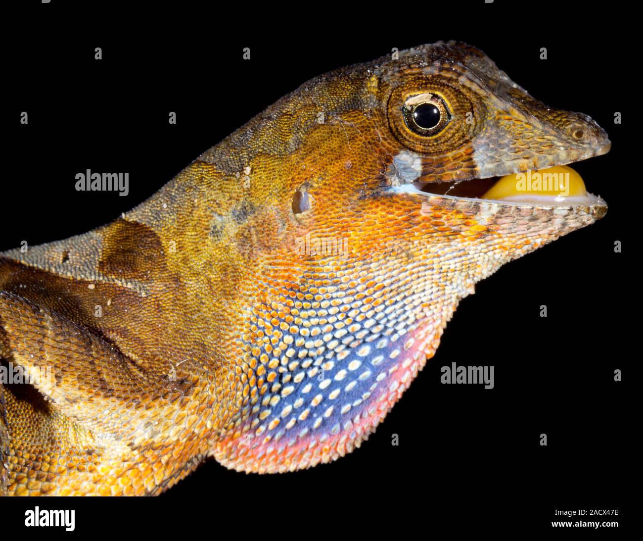 Yellow-tongued anole (Anolis scypheus) displaying dewlap. Photographed ...