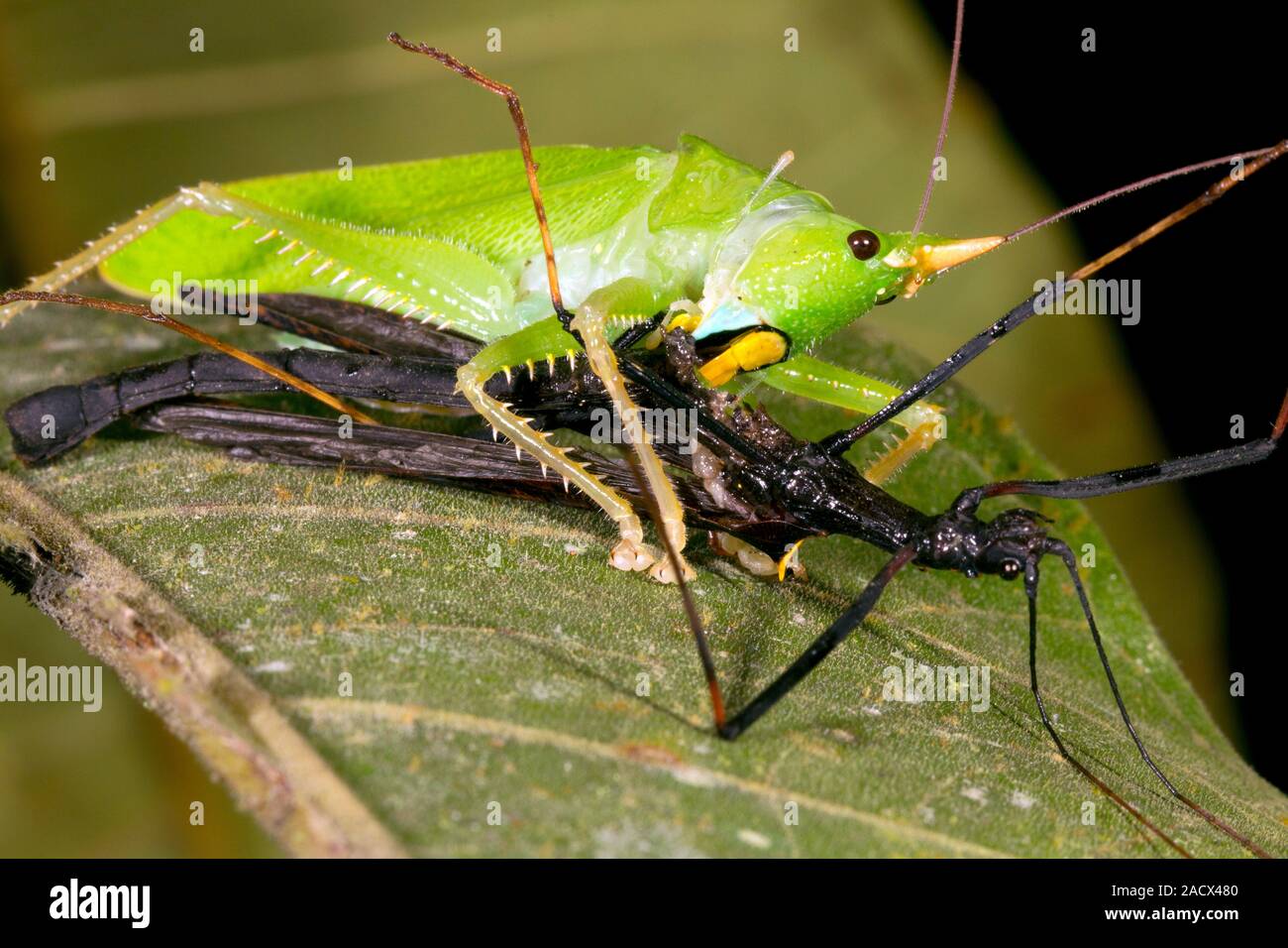Large predatory katydid (Copiphora sp.) feeding on a spiny stick insect ...