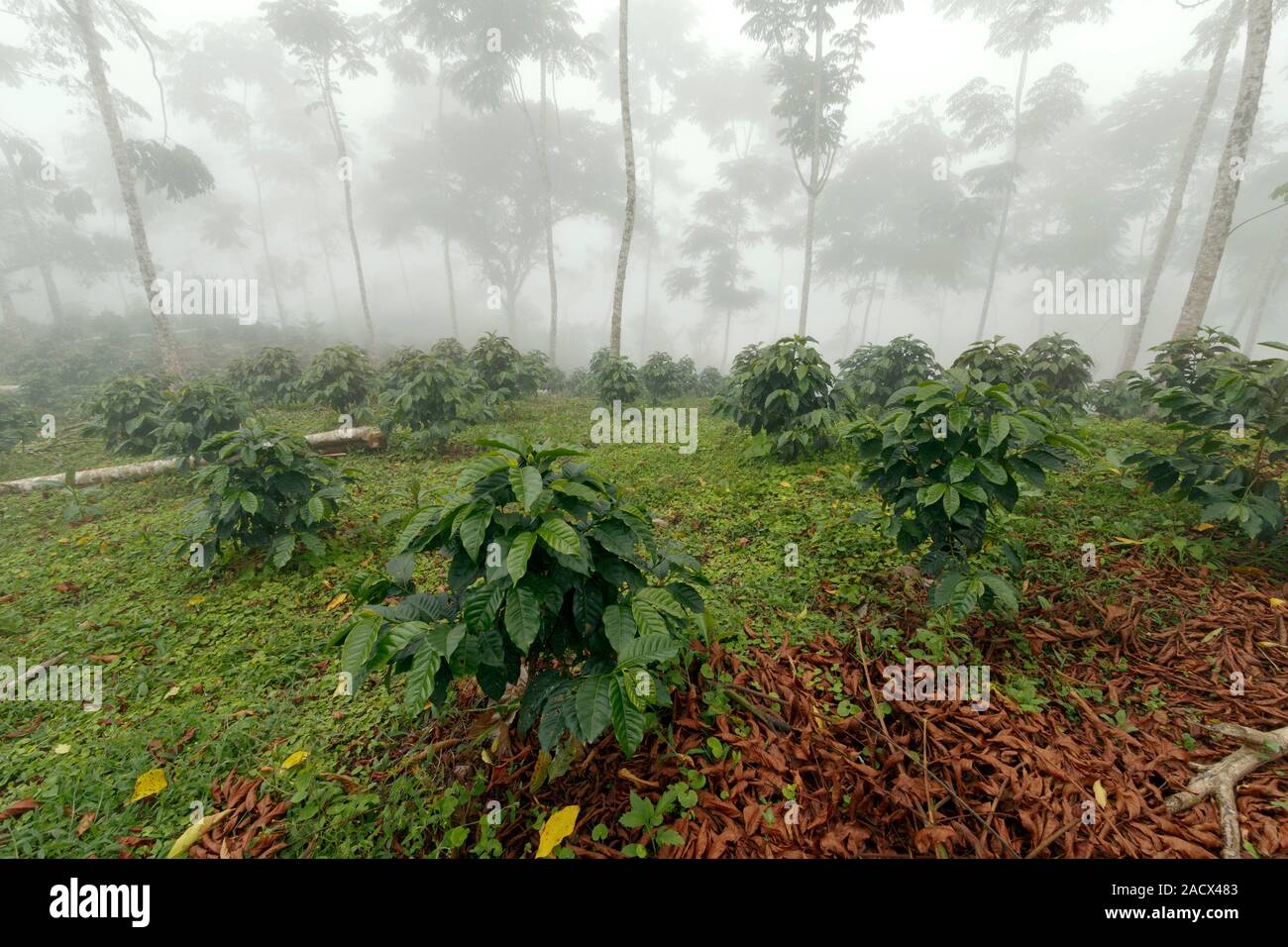 Coffee bushes (Coffea sp.) grown under the canopy of shade trees. Such ...