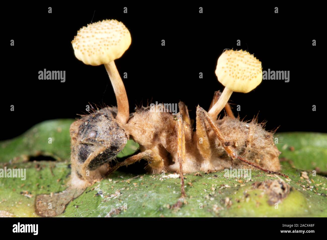 Fruiting bodies of a cordyceps fungus (Ophiocordyceps unilateralis ...