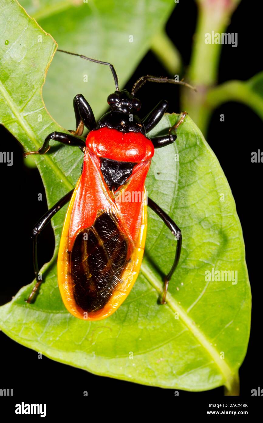 Predatory assassin bug (family Reduviidae) on a leaf in the rainforest ...