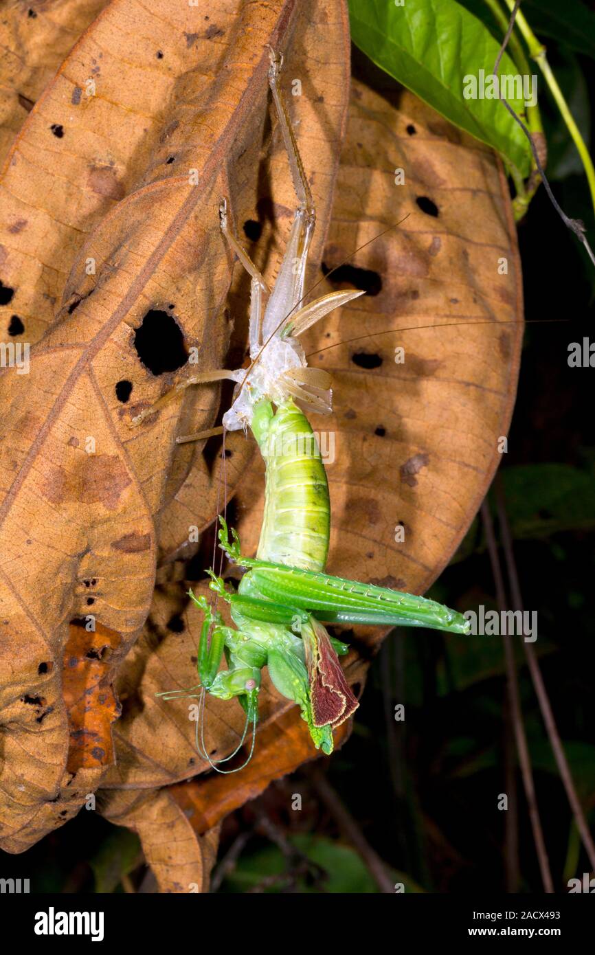 Bush cricket (family Tettigoniidae) shedding its skin. Photographed in ...