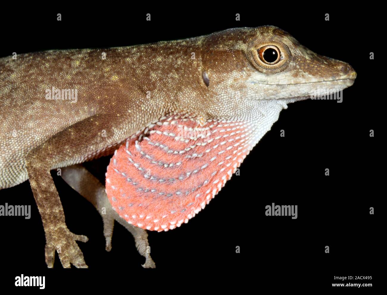 Bark anole (Anolis ortoni) displaying dewlap. Photographed in lowland ...