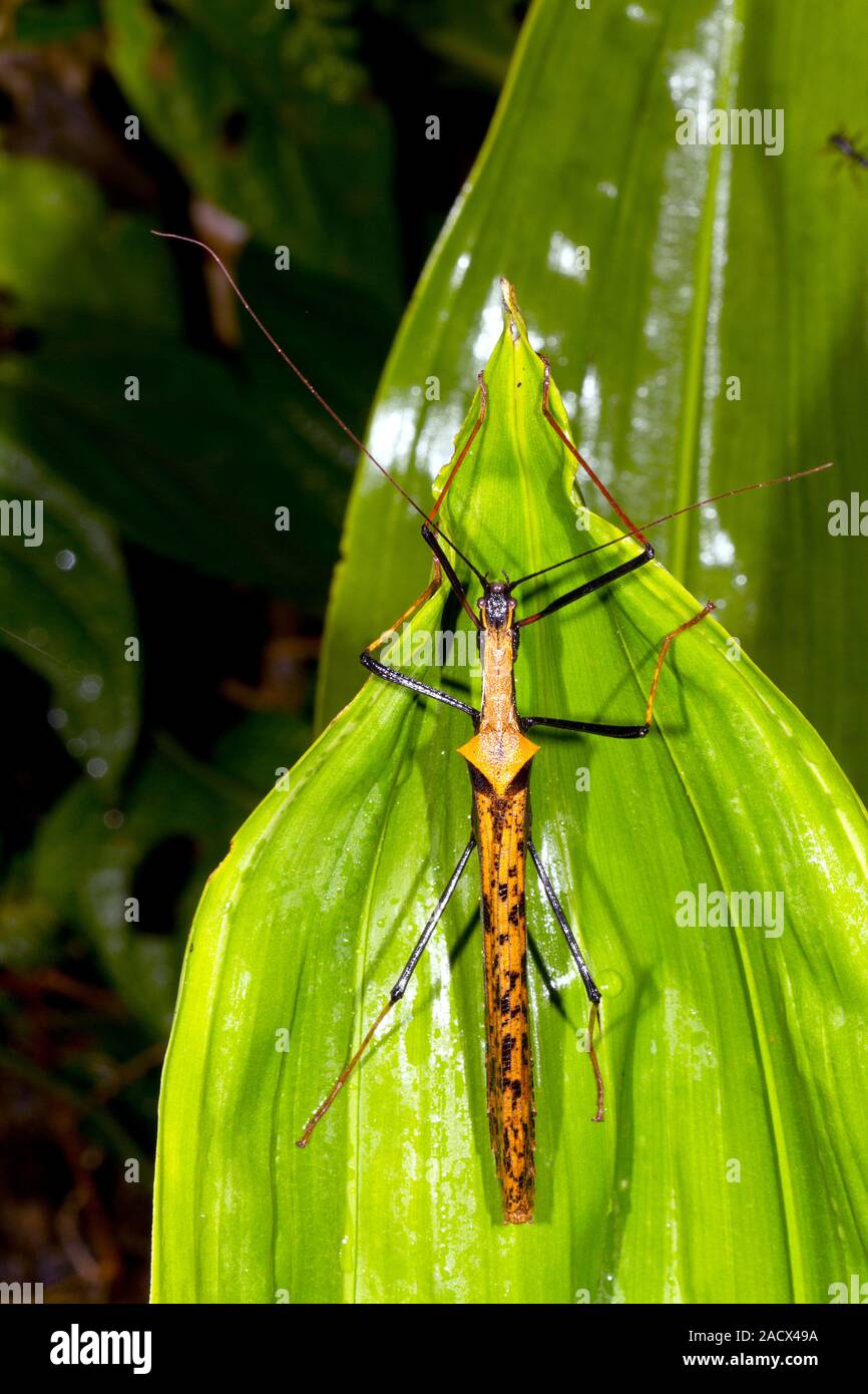 Spiny stick insect (Pseudophasma bispinosa). Photographed at night in ...