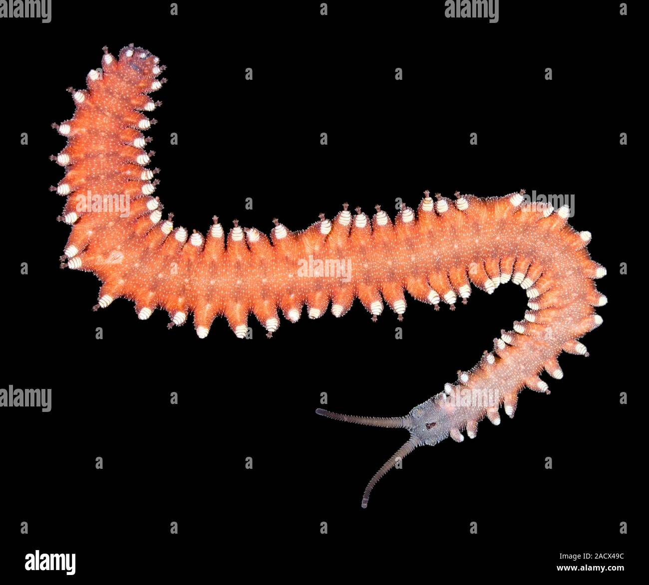 Peripatus or velvet worm viewed from below. The velvet worm is a worm ...