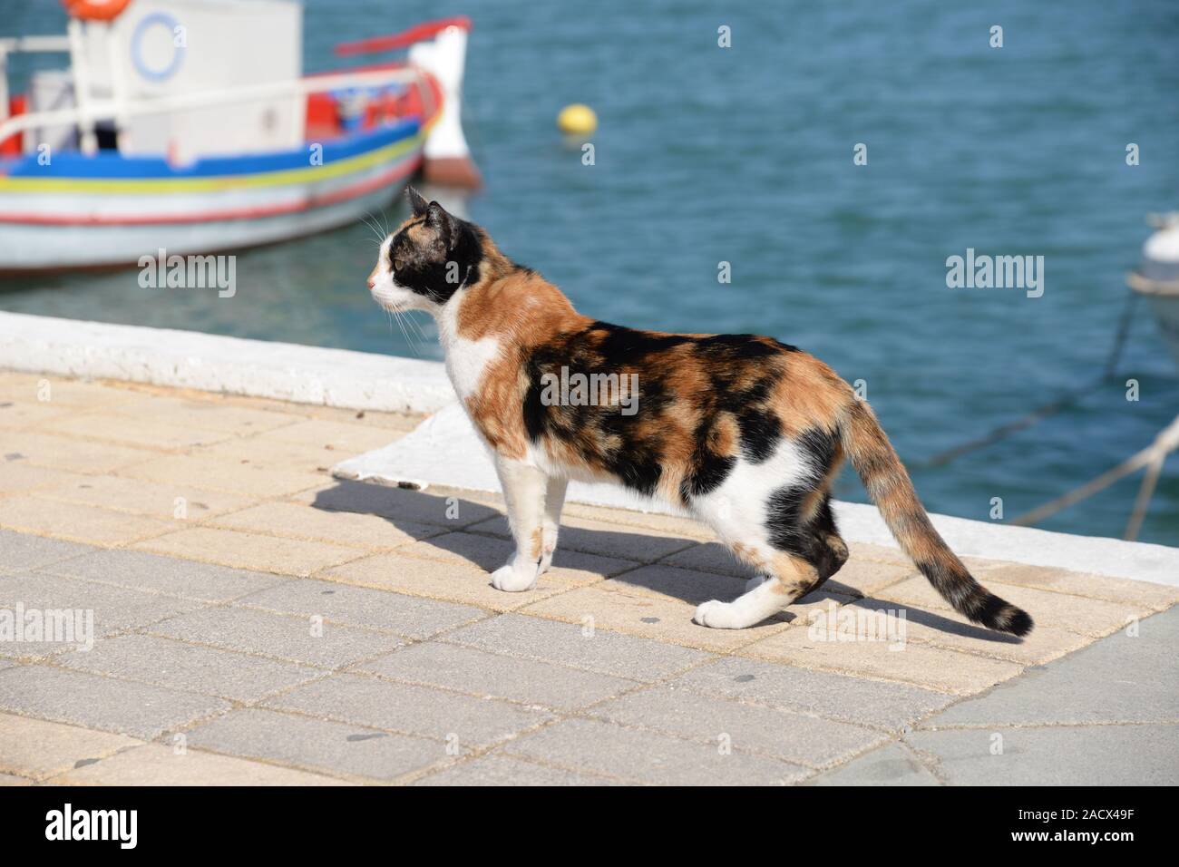 Cat in the harbour of Sitia, Crete Stock Photo - Alamy