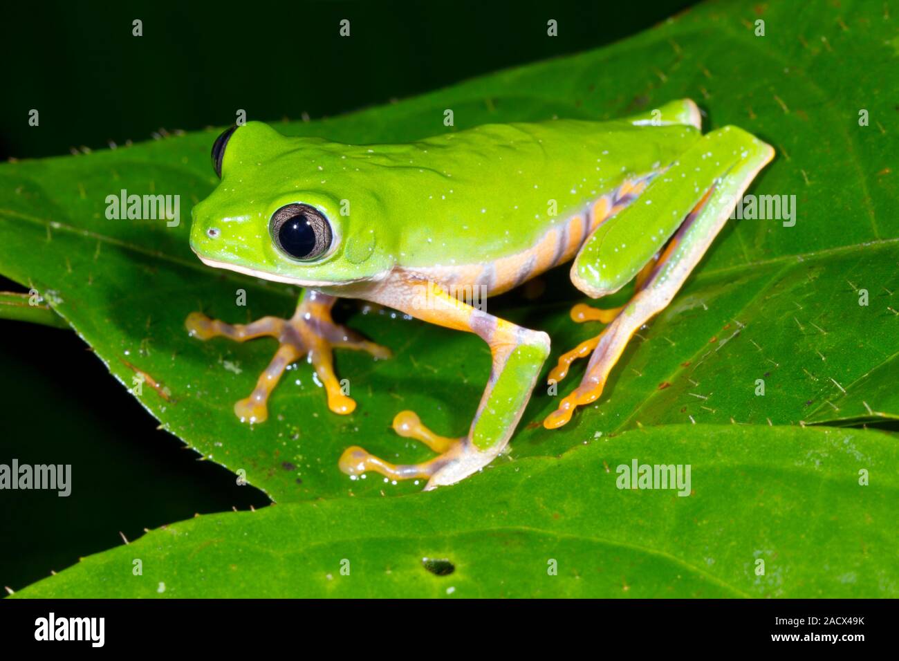 Tiger-striped monkey frog (Phyllomedusa tomopterna) at night on a leaf ...
