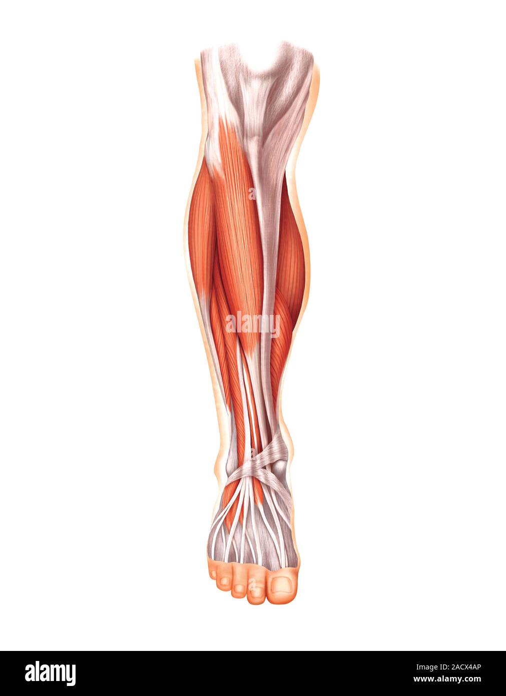 Anterior View Of The Superficial Muscles Of The Leg