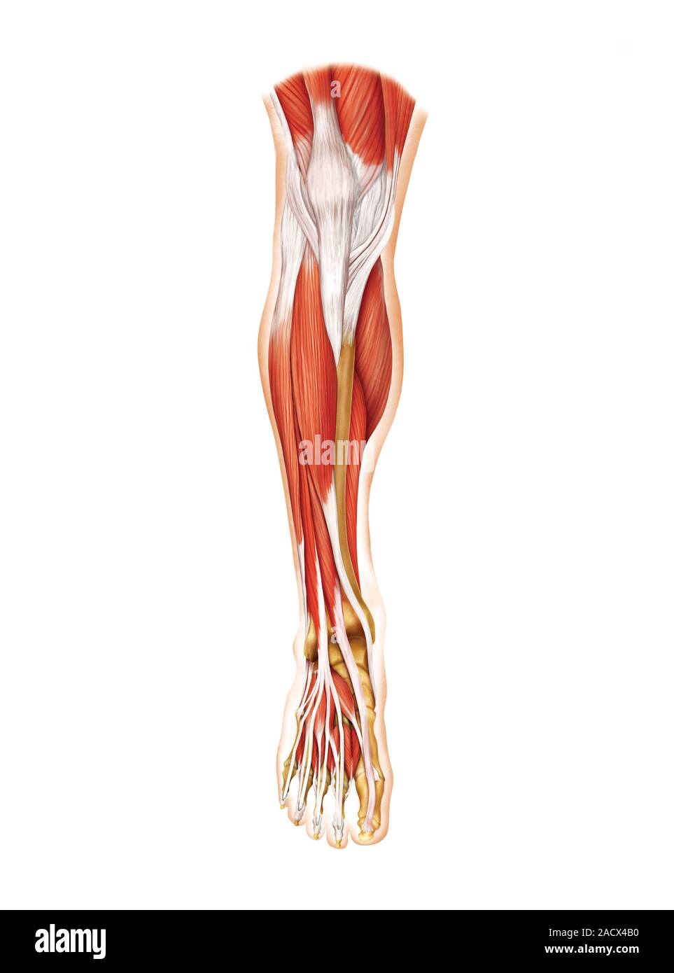 Illustration of the muscles of the leg and foot. This is an anterior ...
