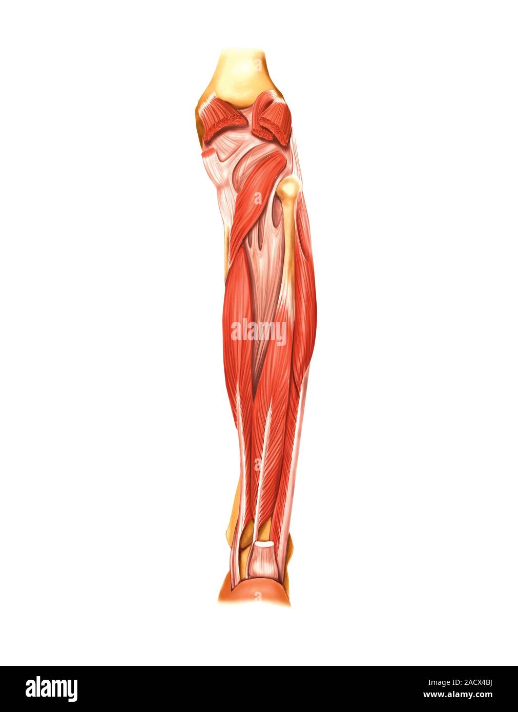 Illustration of the muscles of the leg and foot. This is a posterior ...