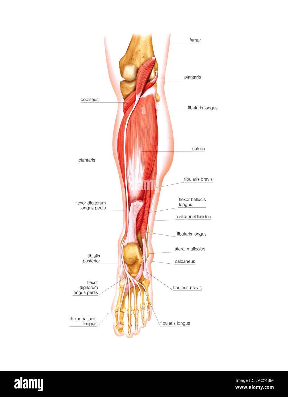 Illustration of the muscles of the leg and foot. This is a posterior ...