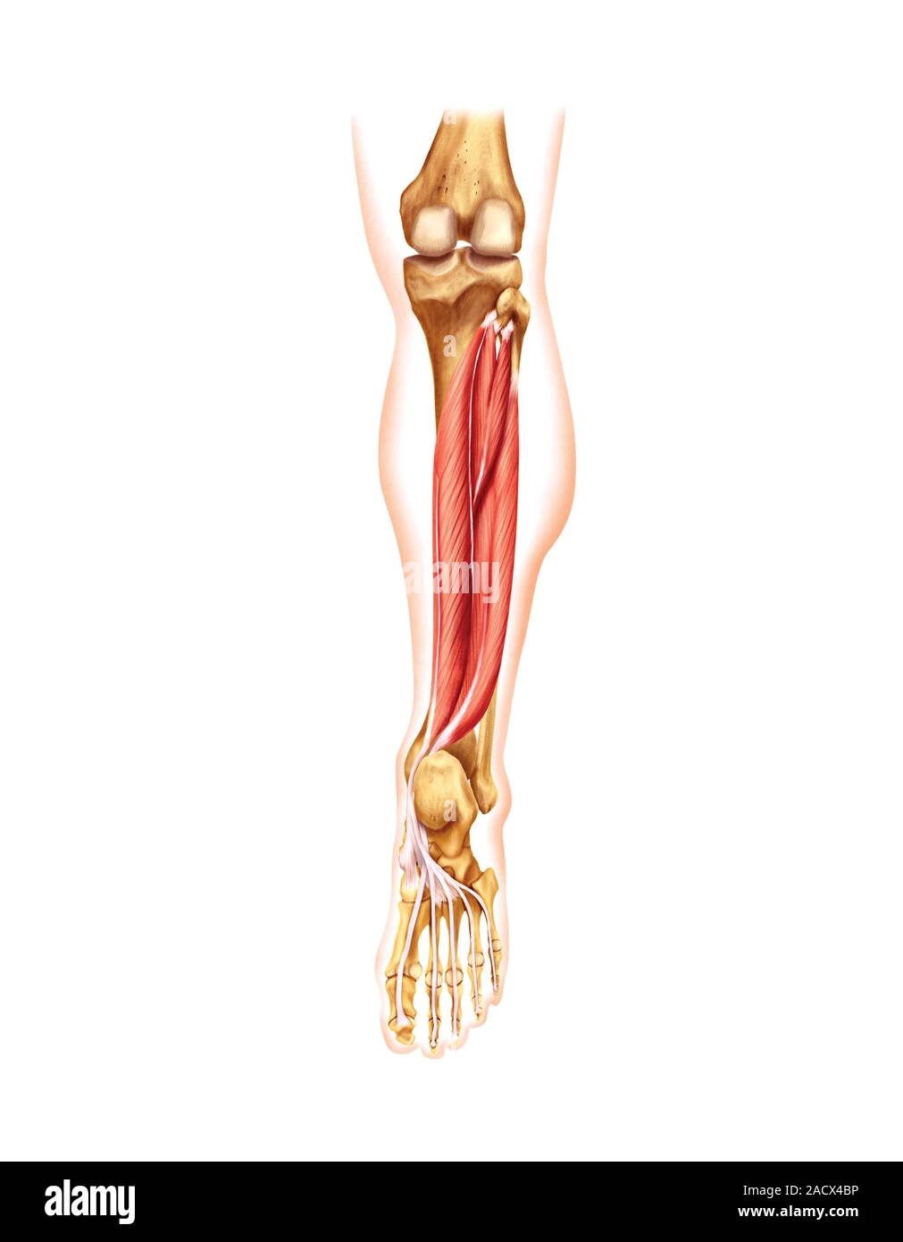 Illustration of the muscles of the leg and foot. This is a posterior ...