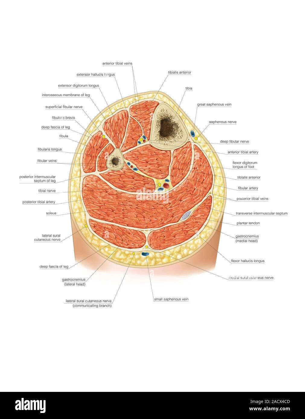 Illustration of the muscles of the leg. This is a cross-section cranial ...