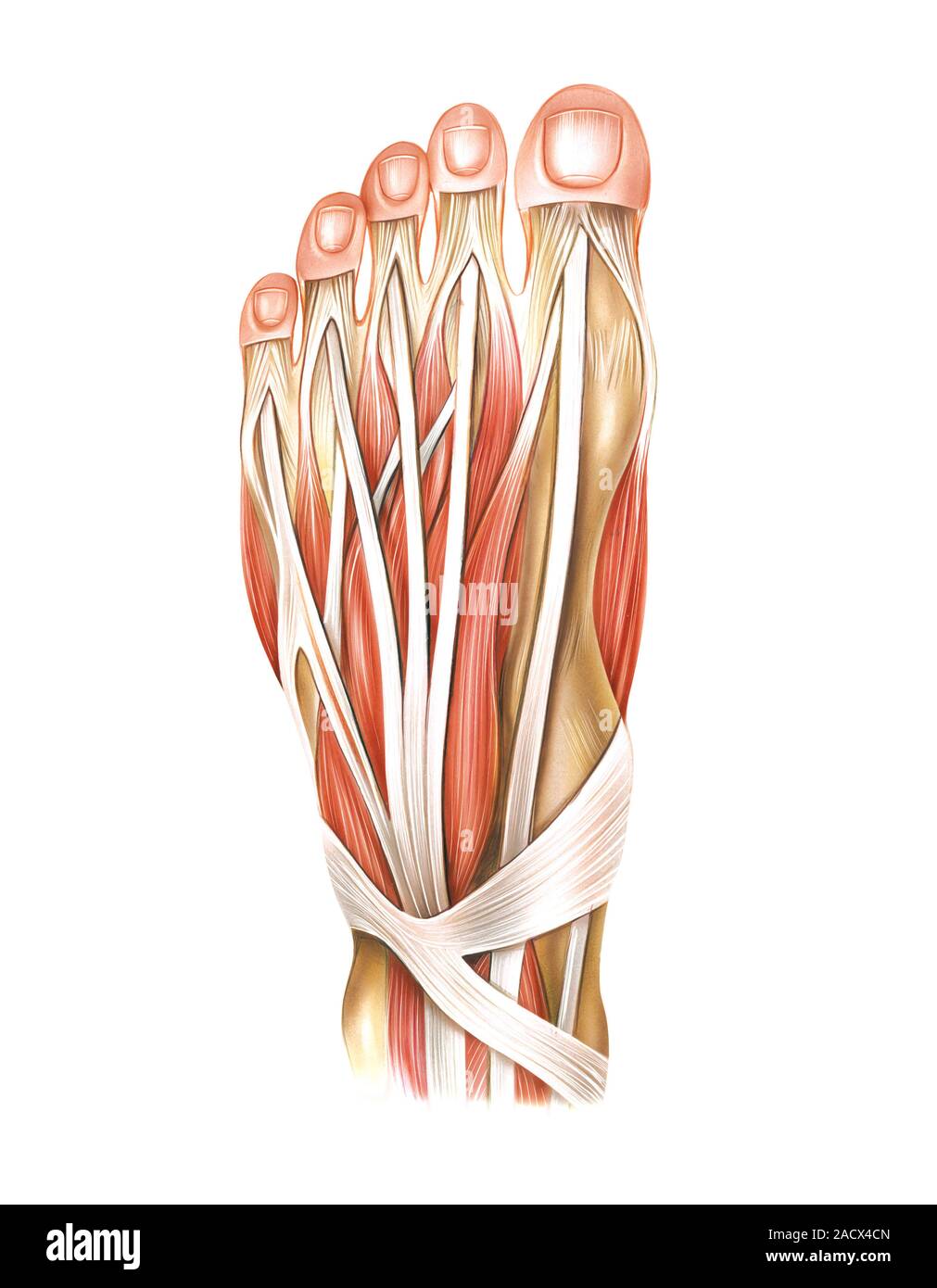 Illustration of the muscles of the foot. This is a dorsal superficial ...