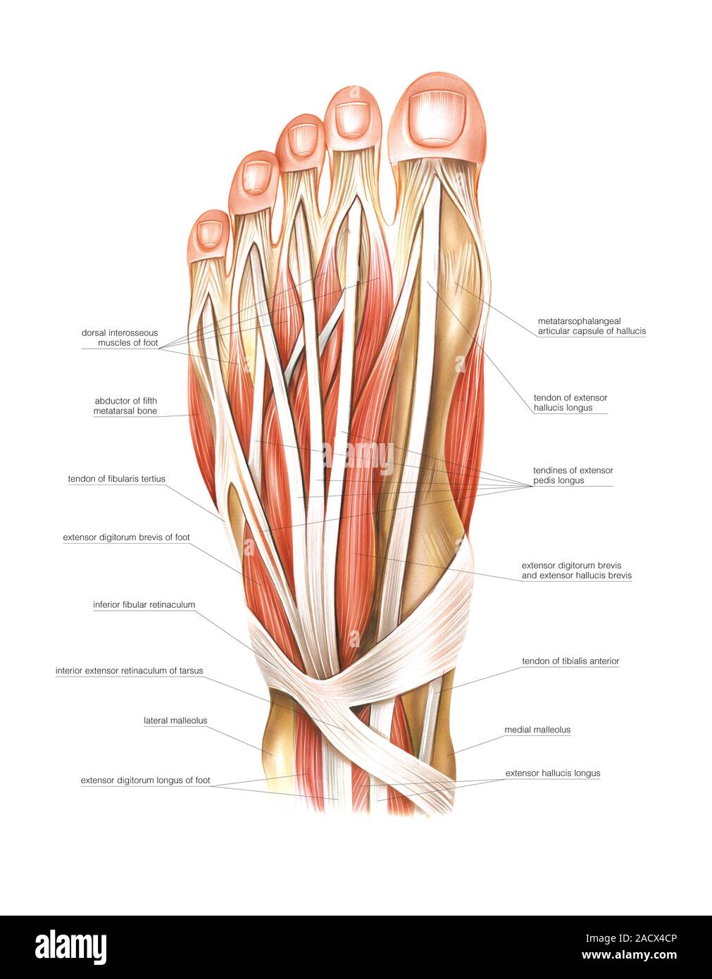 Illustration of the muscles of the foot. This is a dorsal superficial ...