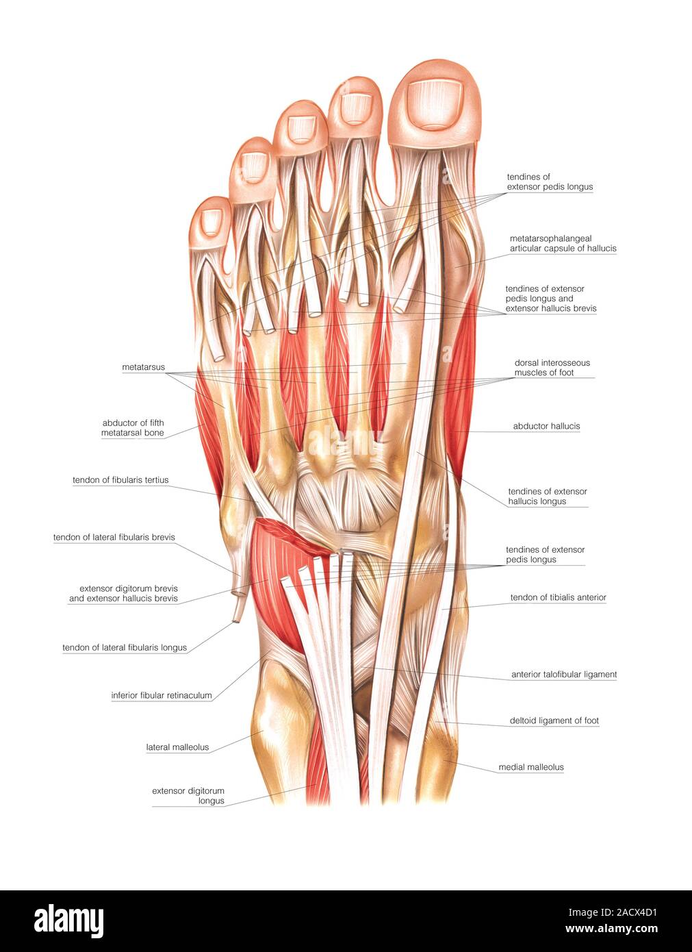 Illustration of the muscles of the foot. This is a dorsal deep view of ...