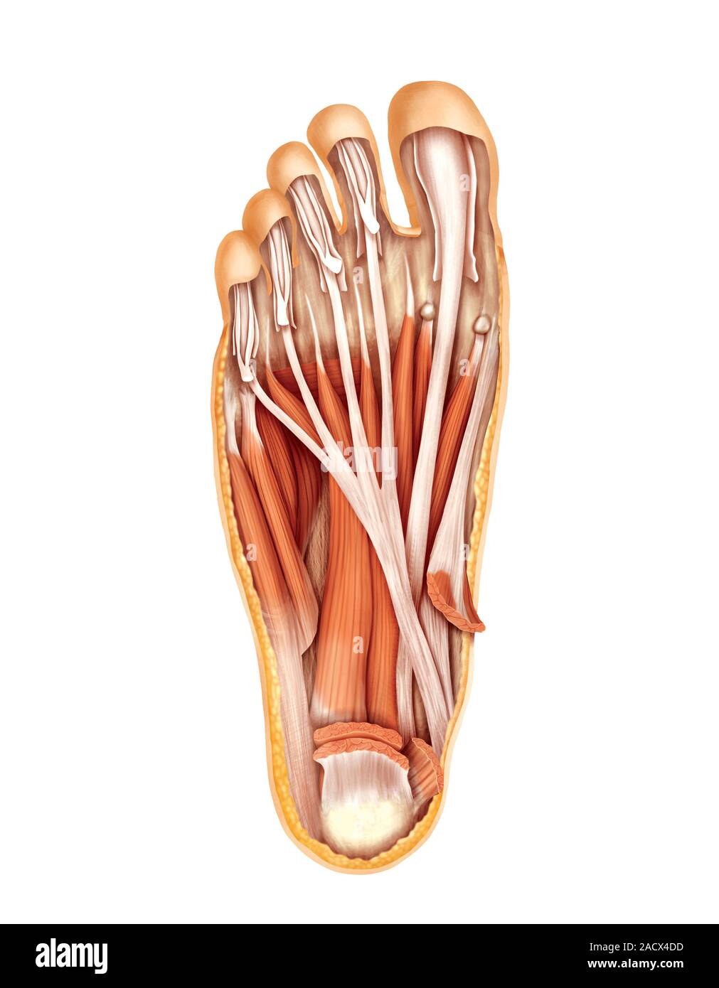 Illustration of the muscles of the foot. This a plantar intermediate ...