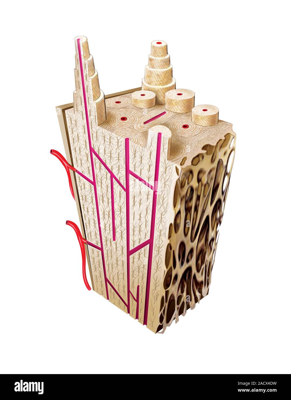 Illustration of the structure of a long bone. Illustration from ...