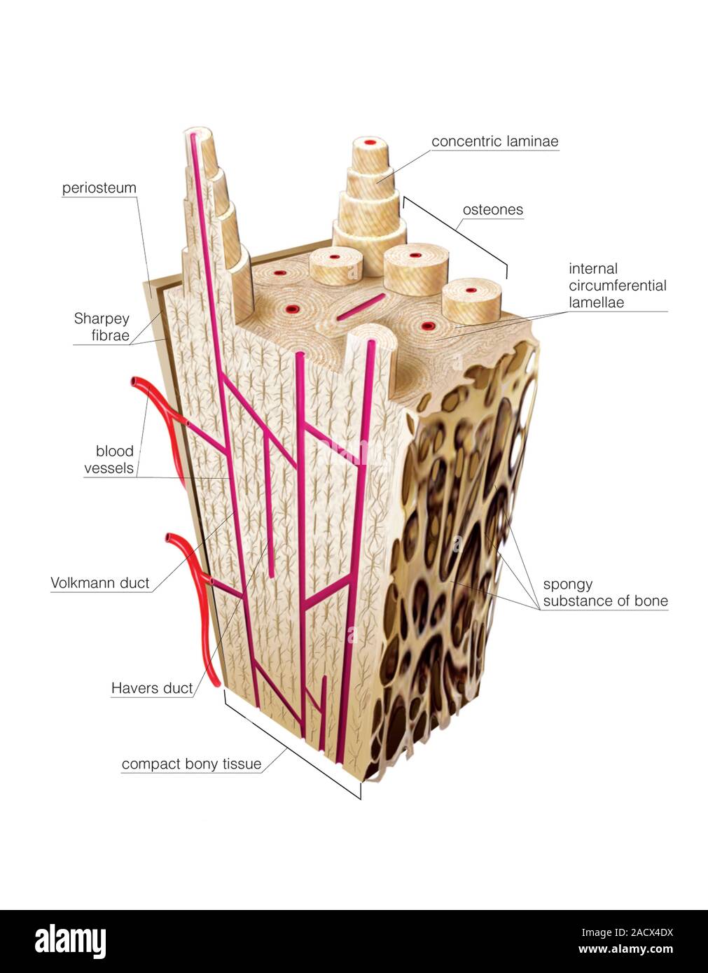 Illustration of the structure of a long bone. Illustration from ...