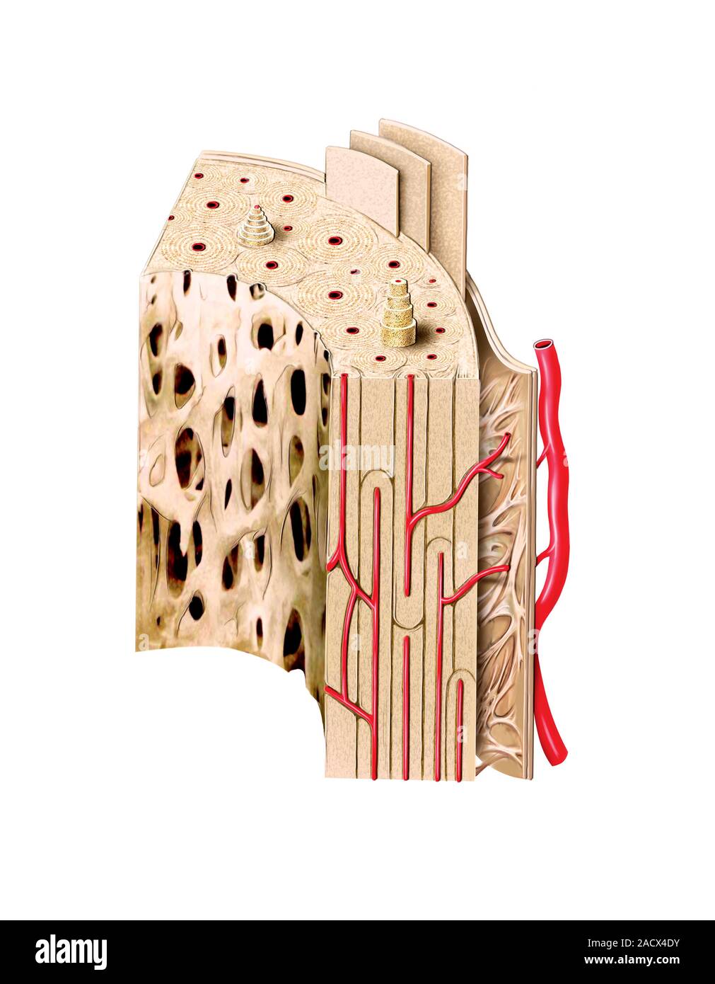 Illustration of the structure of a long bone. Illustration from ...