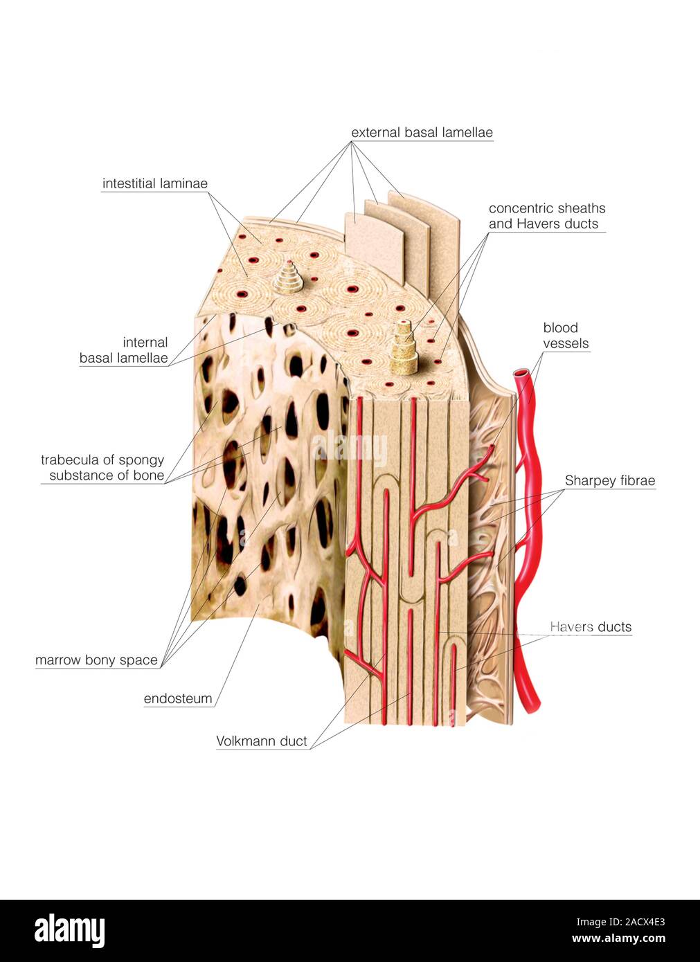 Illustration of the structure of a long bone. Illustration from ...