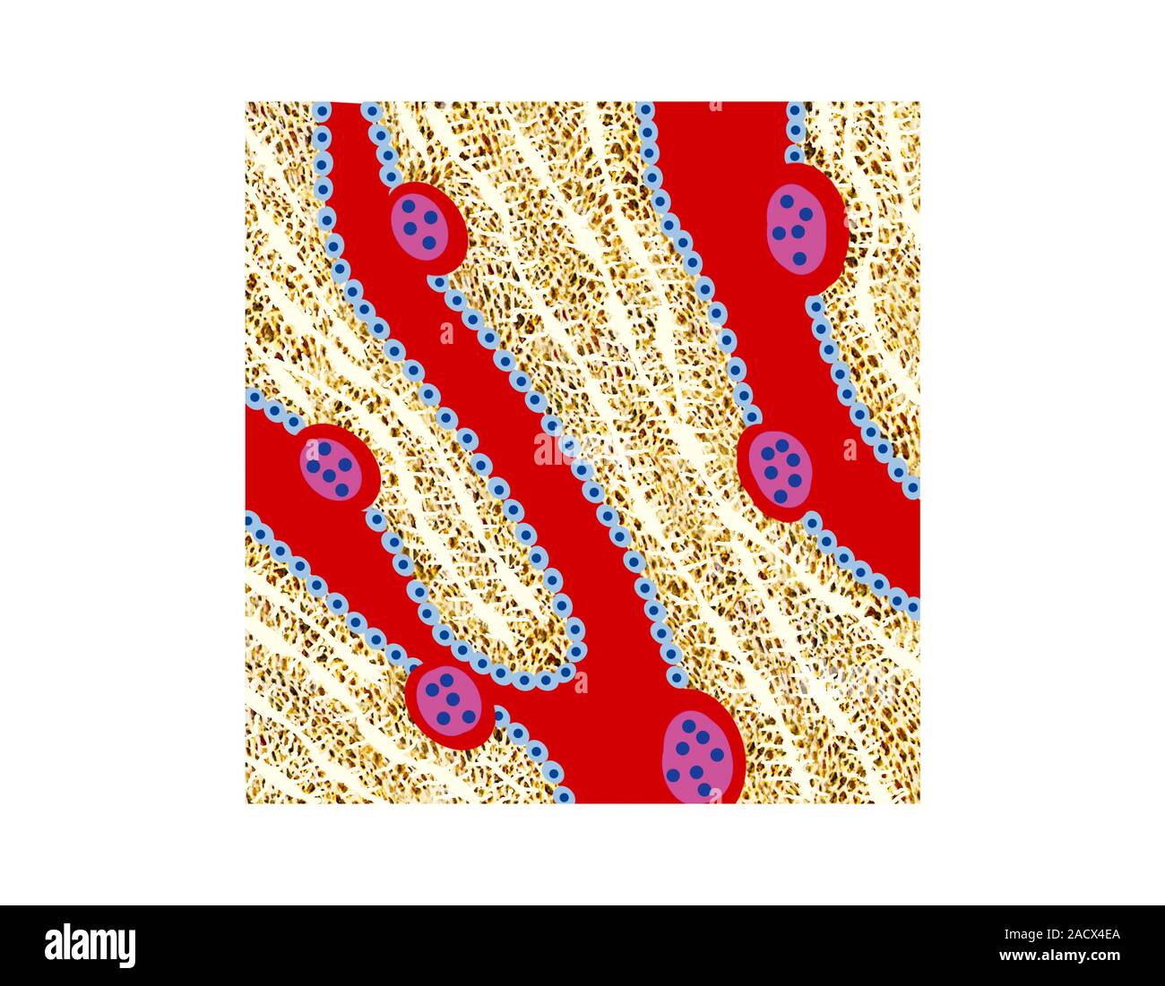 Illustration of the structure of long bong, section of spongy bone ...