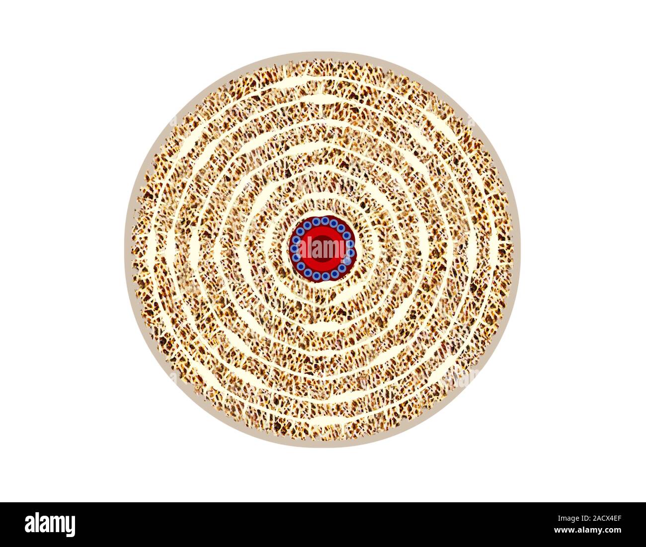 Illustration of the structure of long bong, osteon transverse section ...