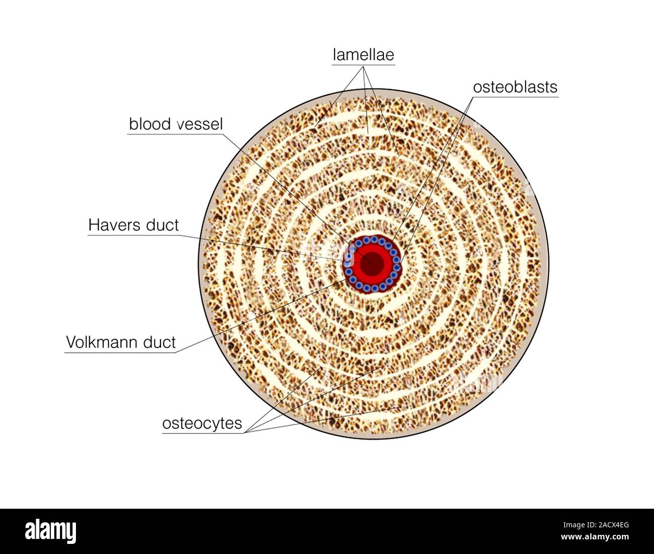 Illustration of the structure of long bong, osteon transverse section ...