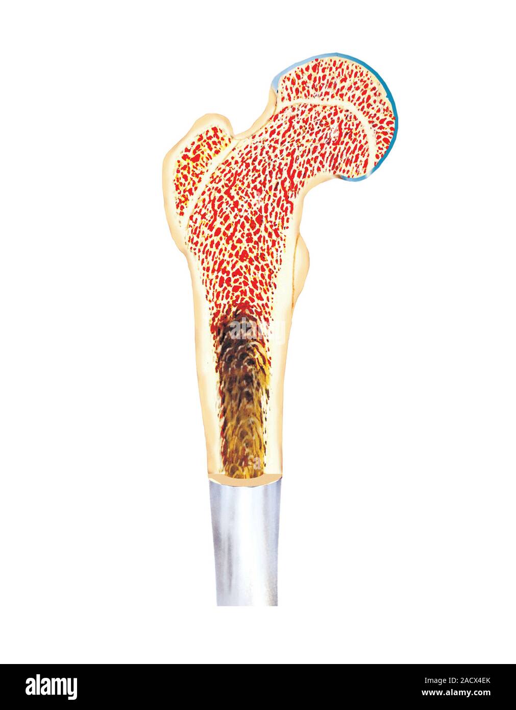 Illustration of the structure of long bong, femur. Illustration from ...