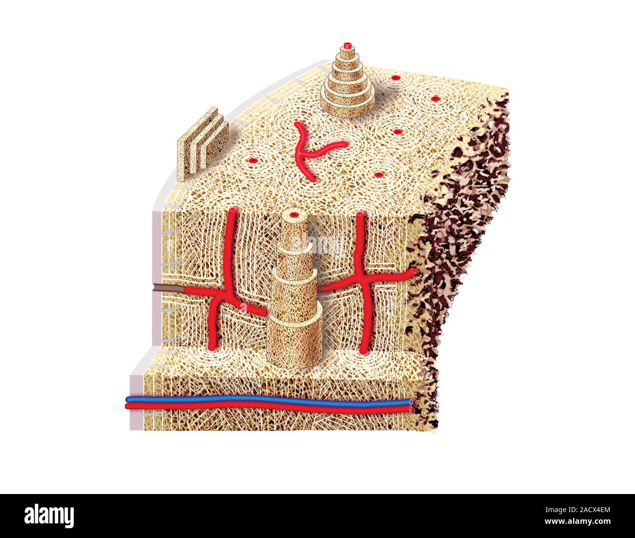 Illustration of the structure of long bong. Illustration from ...