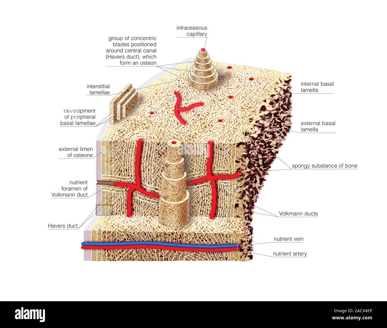 Illustration of the structure of long bong. Illustration from ...