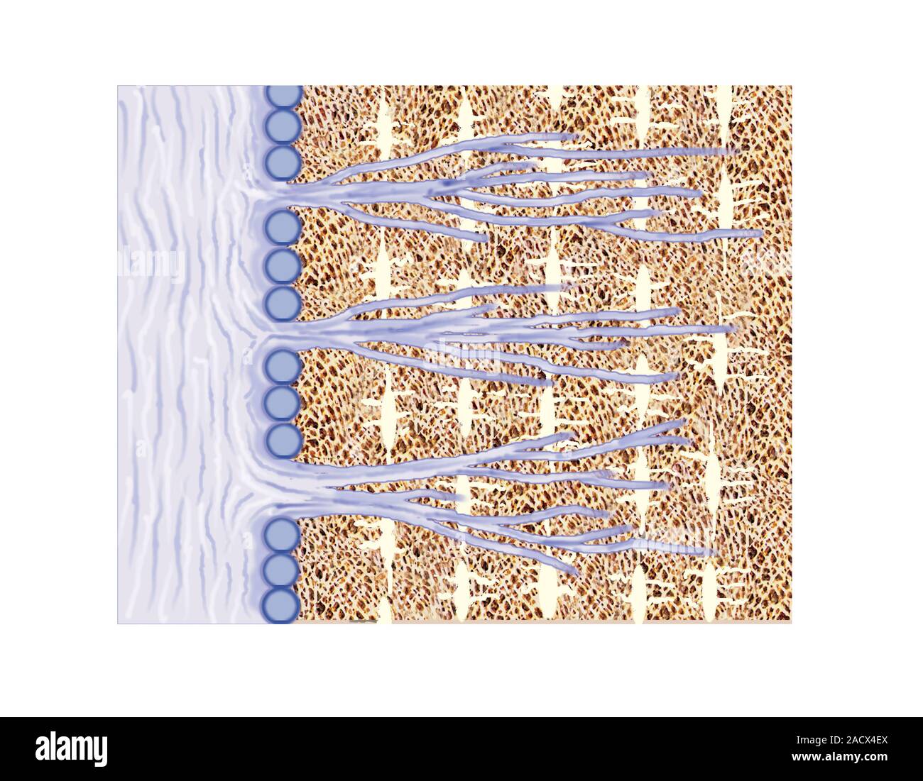 Illustration of the structure of long bong. Illustration from ...