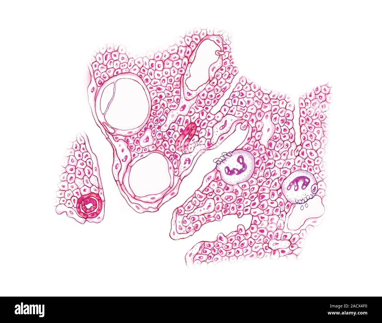 Illustration of the spinal cord. In this schema different sinusoids can ...