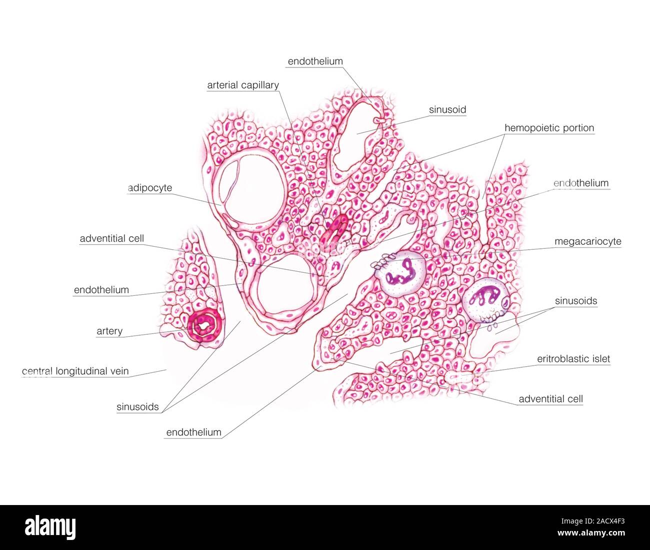 Illustration of the spinal cord. In this schema different sinusoids can ...
