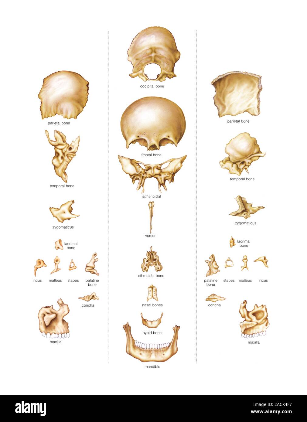 Illustration of the bones the of the head. This is an external view and ...
