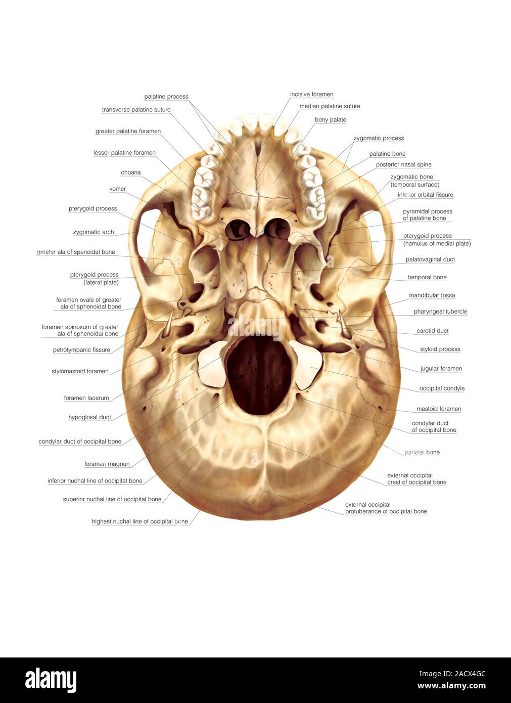 Illustration of the base of the cranium. This (labelled) inferior view is from 'Asklepios Atlas ...
